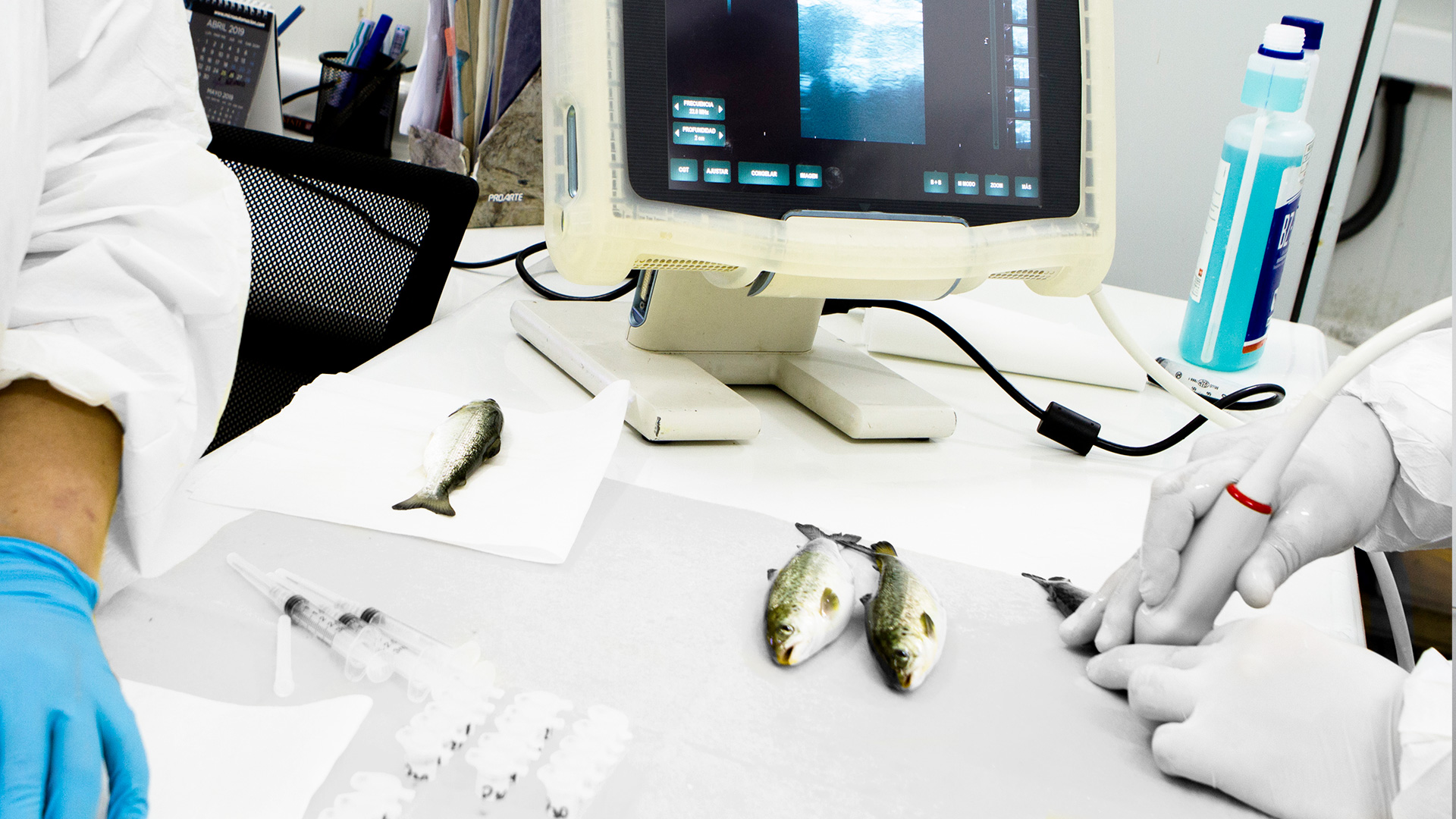 OUR HISTORY – Bioled